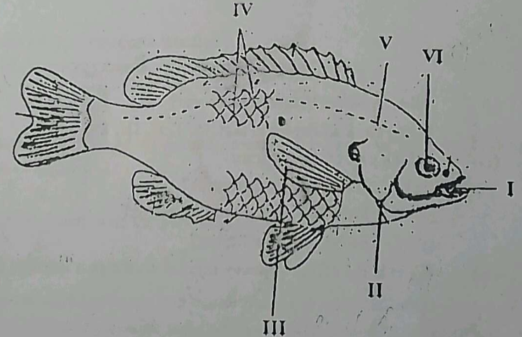 BECE 2018 Integrated Science Paper 2 - Essay - The Thesis