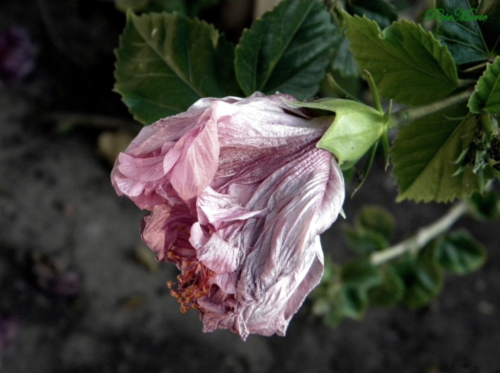 POESÍA Y TRANSICIONES: UNA FLOR PARA MARISOL...