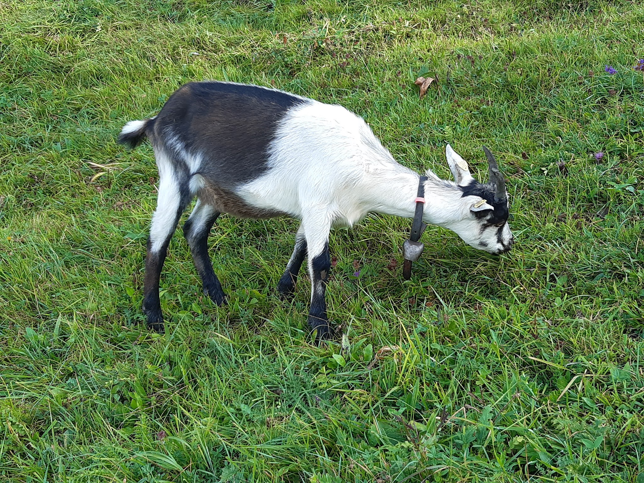 Pfauenziege GR: Kauf /Verkauf