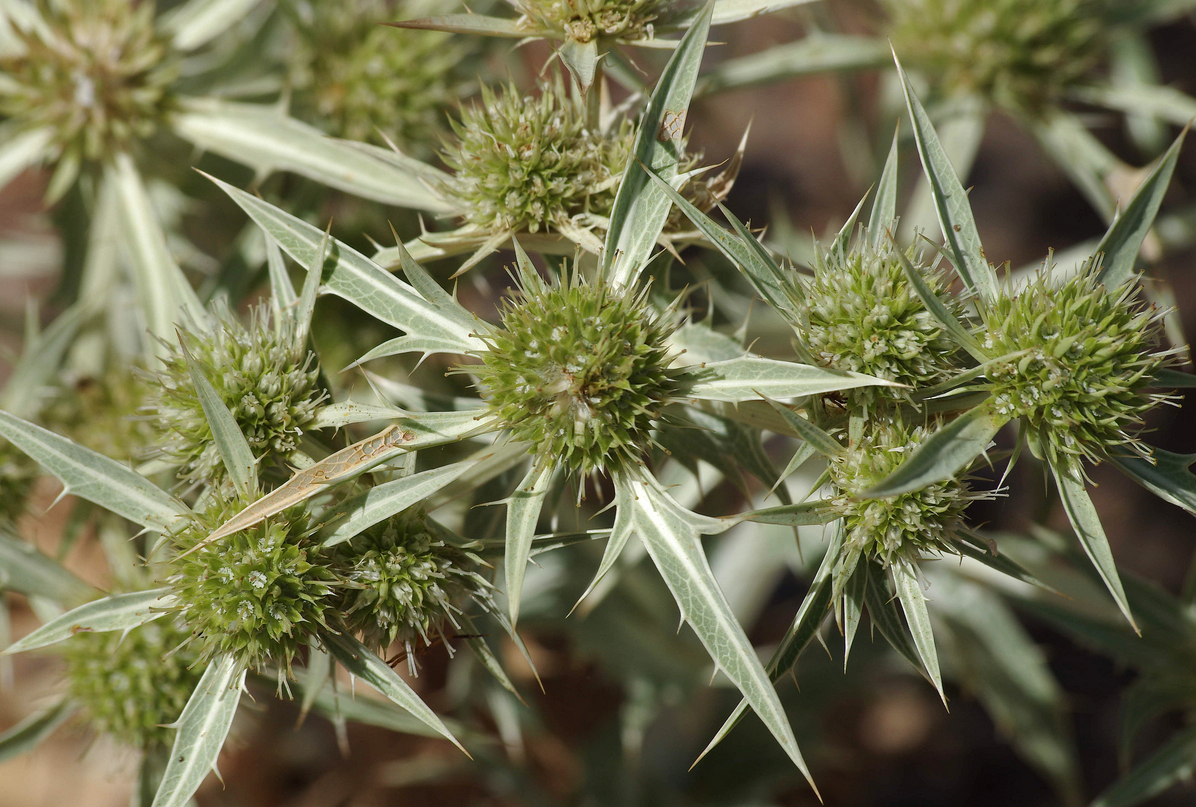 LOS CARDOS Y LOS "CARIS"