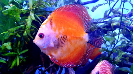 Breed Rare, Expensive Fish For High Profit