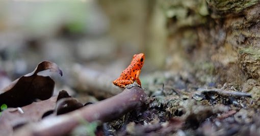 The Frog and the Ant | Cerita Inggris Indonesia