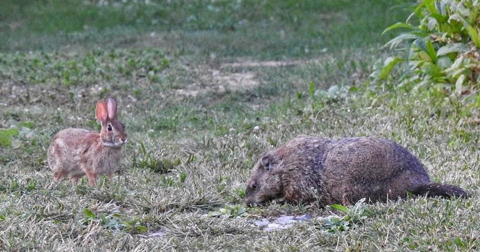 Terrierman's Daily Dose: A Healthy Prey Base