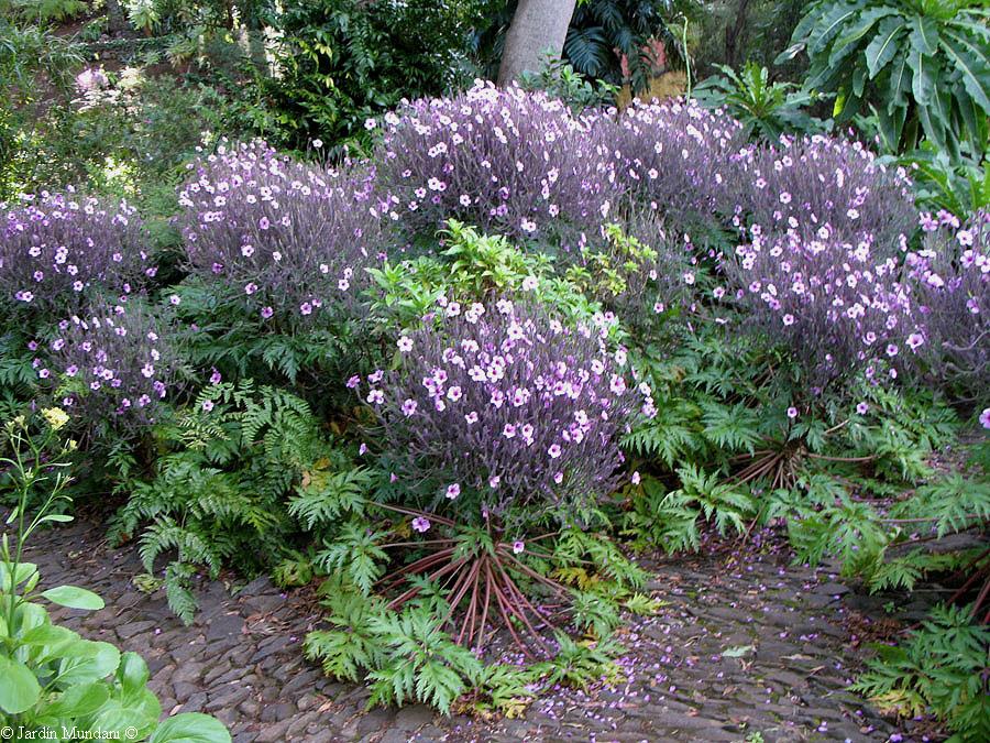 Future is written in green: Geranium maderense: its beauty captivate ...