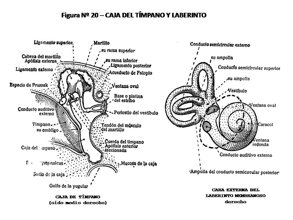 ATLAS DE ANATOMÍA HUMANA: 20. CAJA DEL TÍMPANO Y LABERINTO
