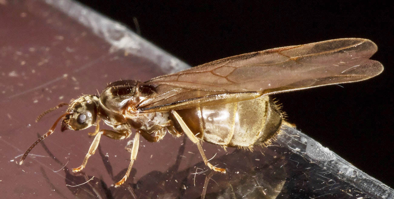 Non-Moths of 2015 - Ants | Naturally