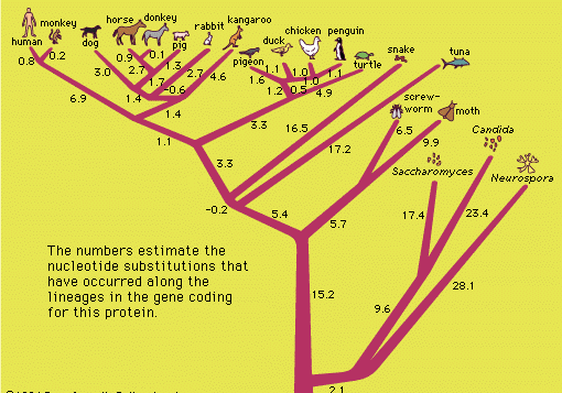 Evolution, molecular; Molecular Evolution