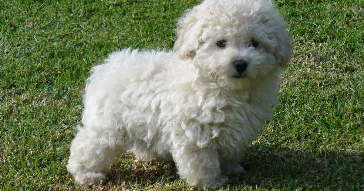 Perros de Razas Pequeñas: Caniche enano (Poodle)