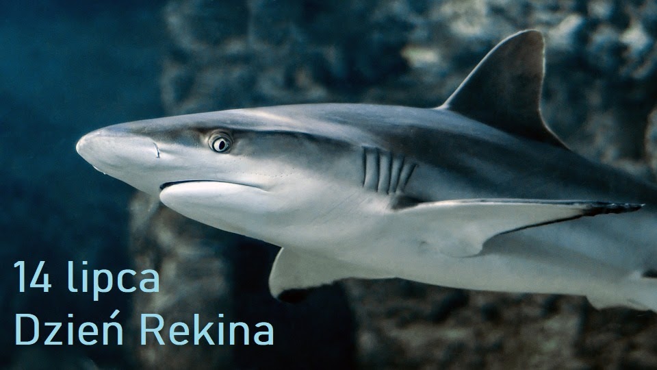 Biblioteka na Przylesiu: Dzień Rekina