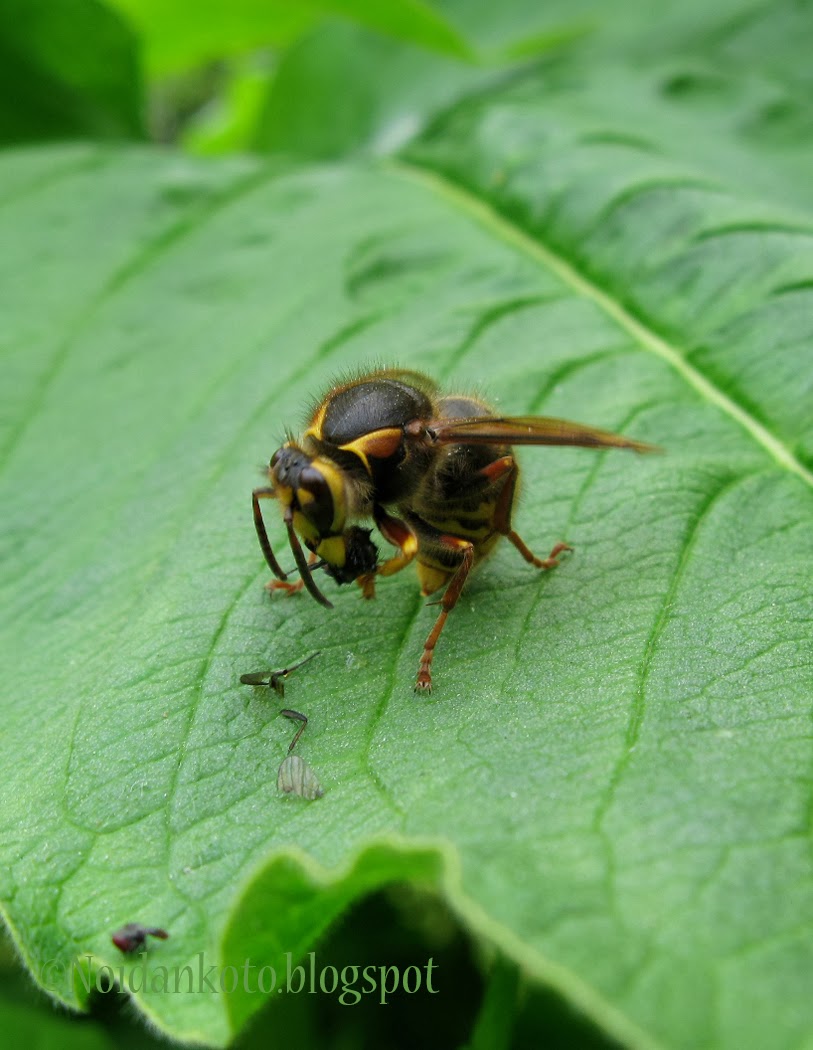 Noidankoto; Valkosipulia ja Salviaa: Ampiaiselta suojautuminen