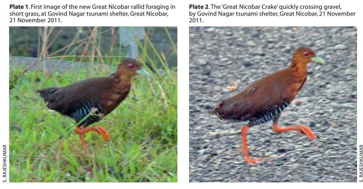 Indian Biodiversity Talks: Great Nicobar Crake, a new bird discovered ...