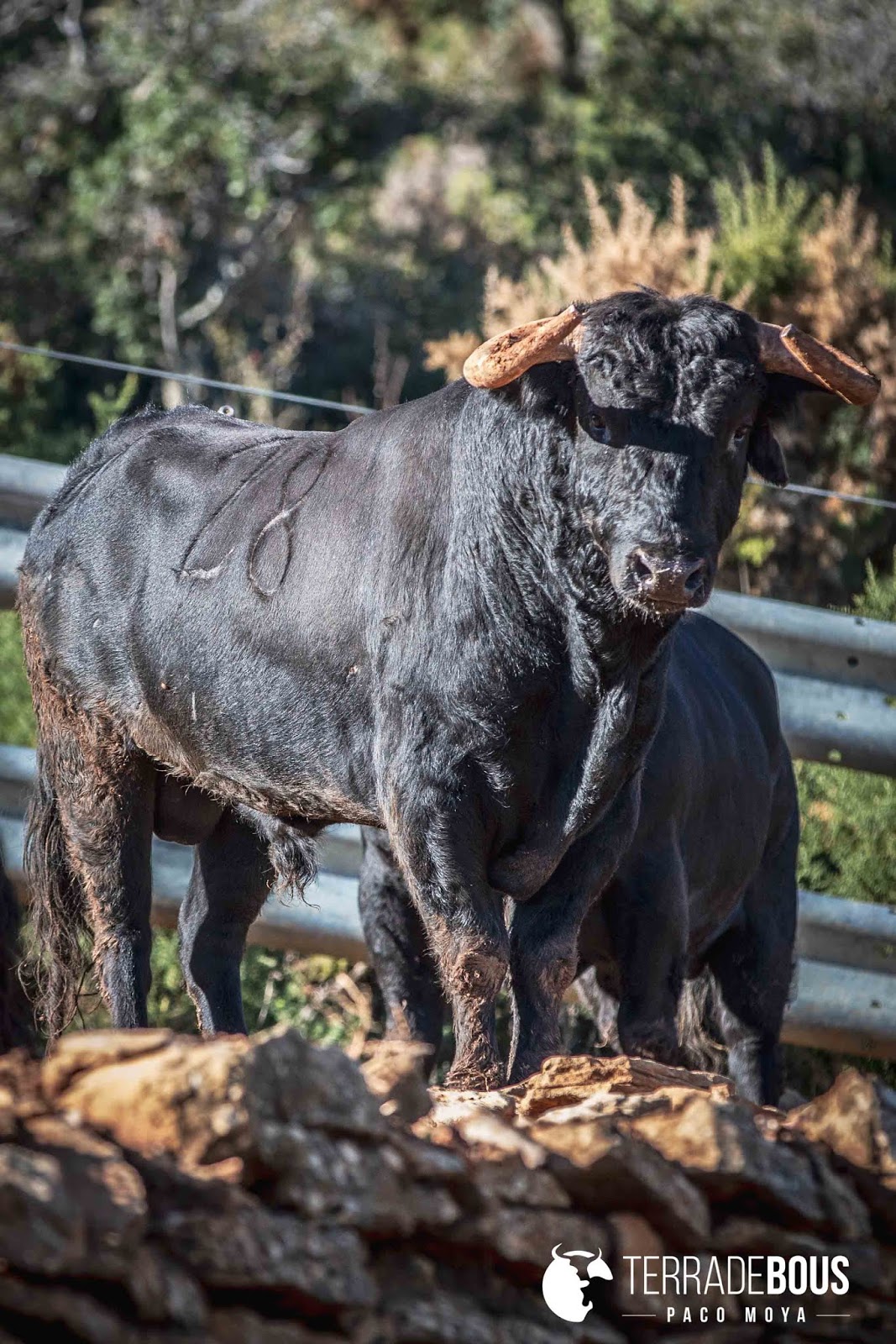 TOROS CERRILES PREPARADOS EN LA FINCA LA CARRASCA PARA LA PRÓXIMA TEMPORADA