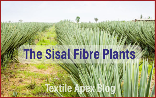 An overview of Sisal fibre - Textile Apex
