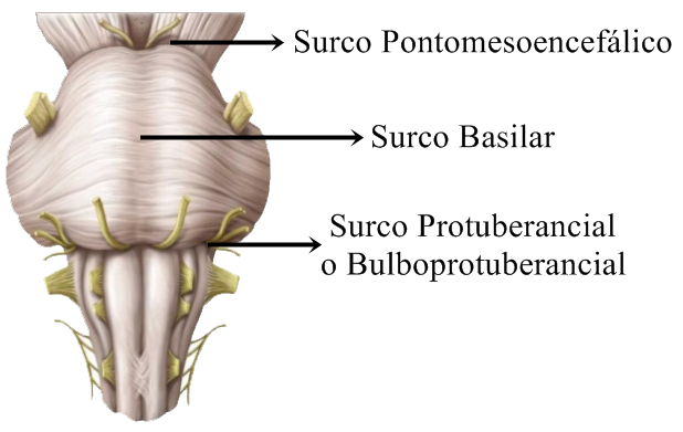 Protuberancia Anular ~ Biopsicosalud
