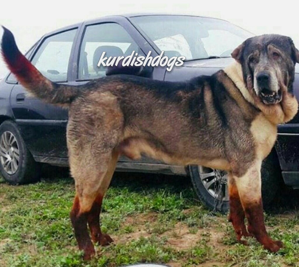 instagram kurdish dogs @kurdishdogs