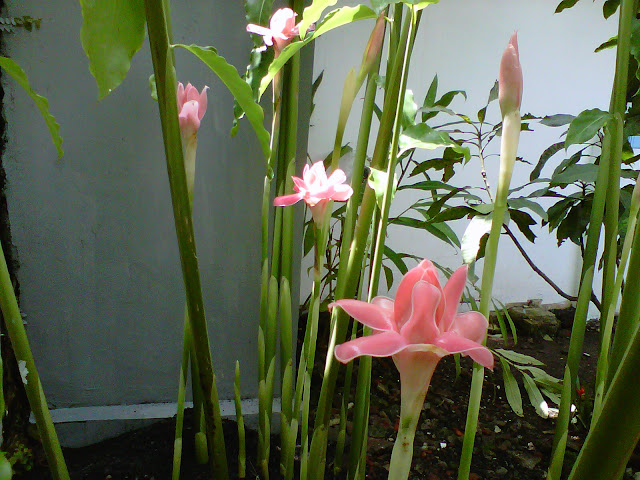 Khasiat Bunga Kantan Memang 'Superb'. Baca Sini!