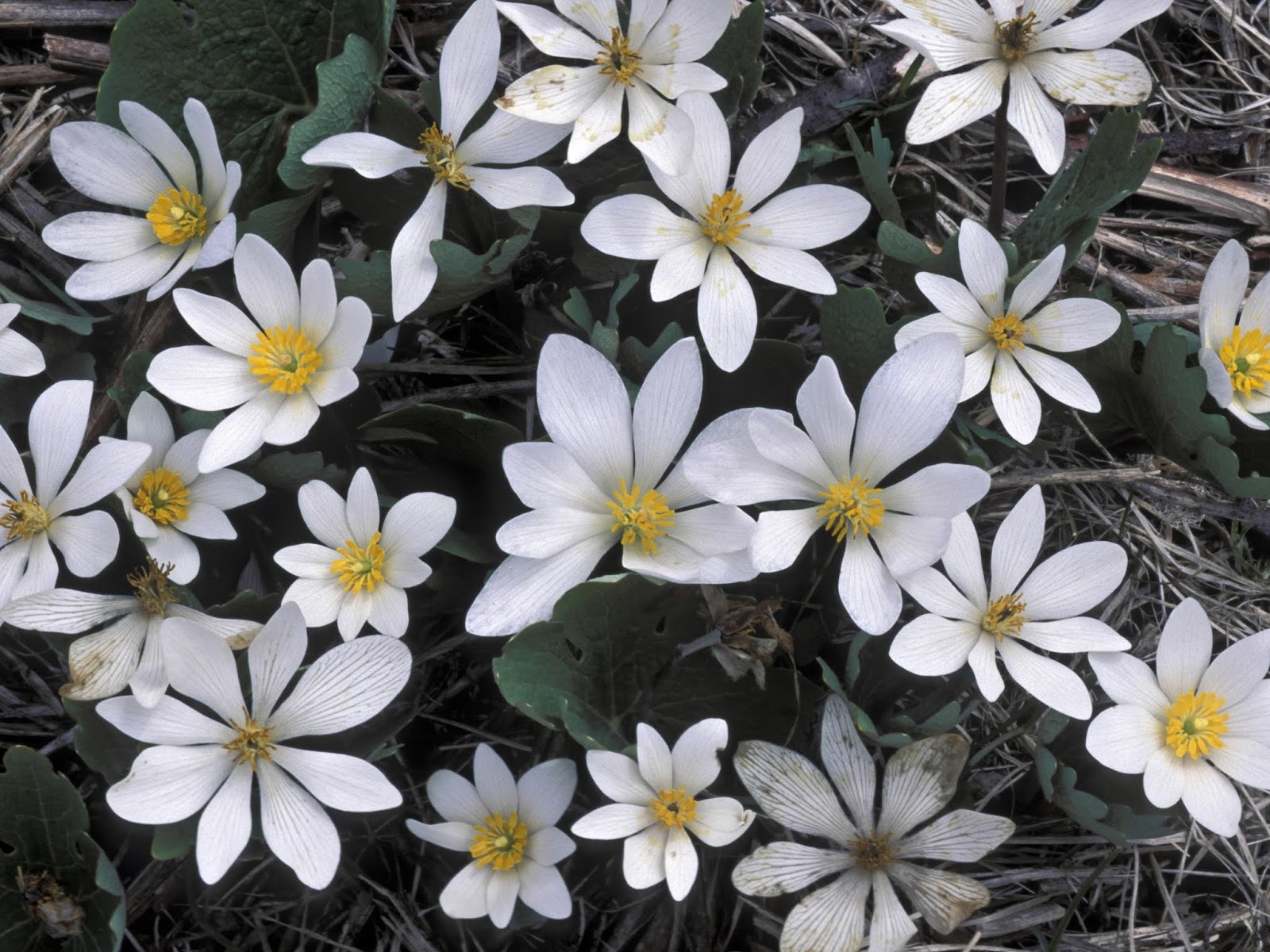 Healing Blood, Dangerous Blood, Beautiful Blood