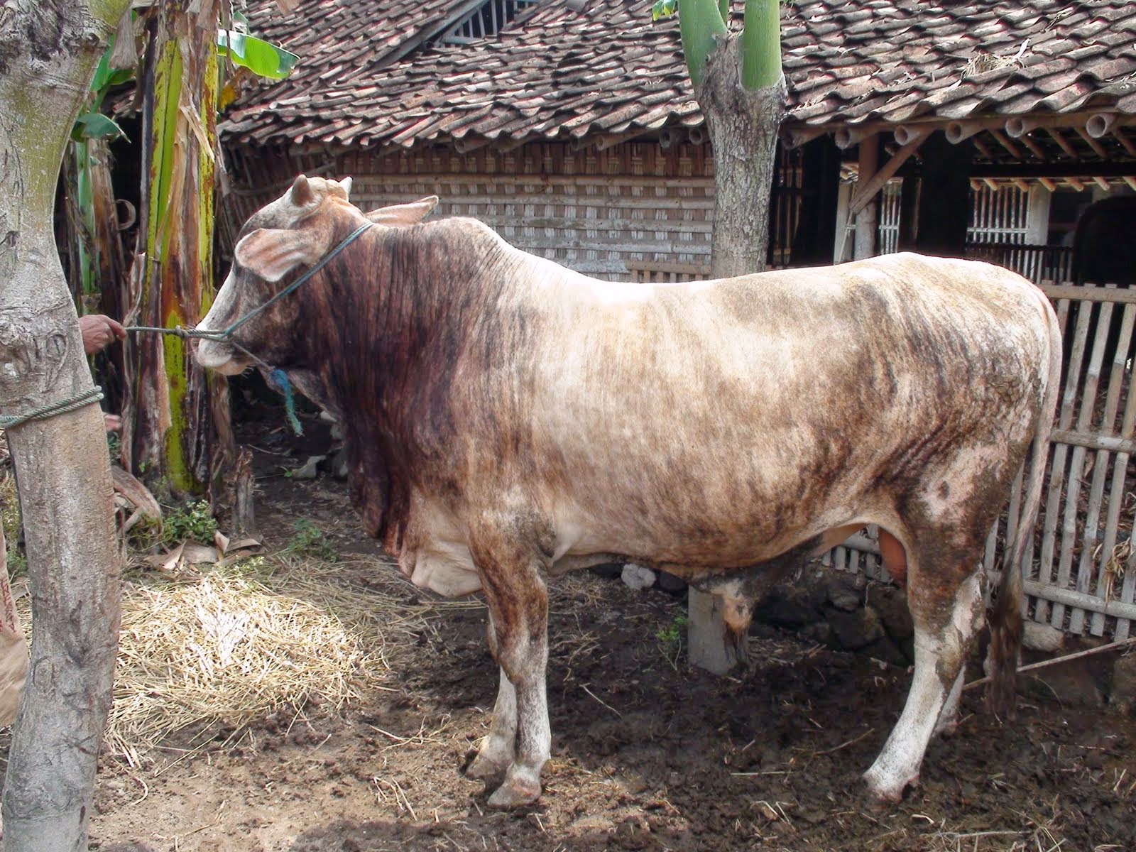 Inspirasi Populer Cara Gambar Sapi, Inspirasi Terkini!