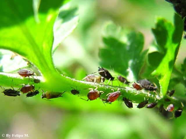 Simplesmente eu: Macro Monday - Afídeos