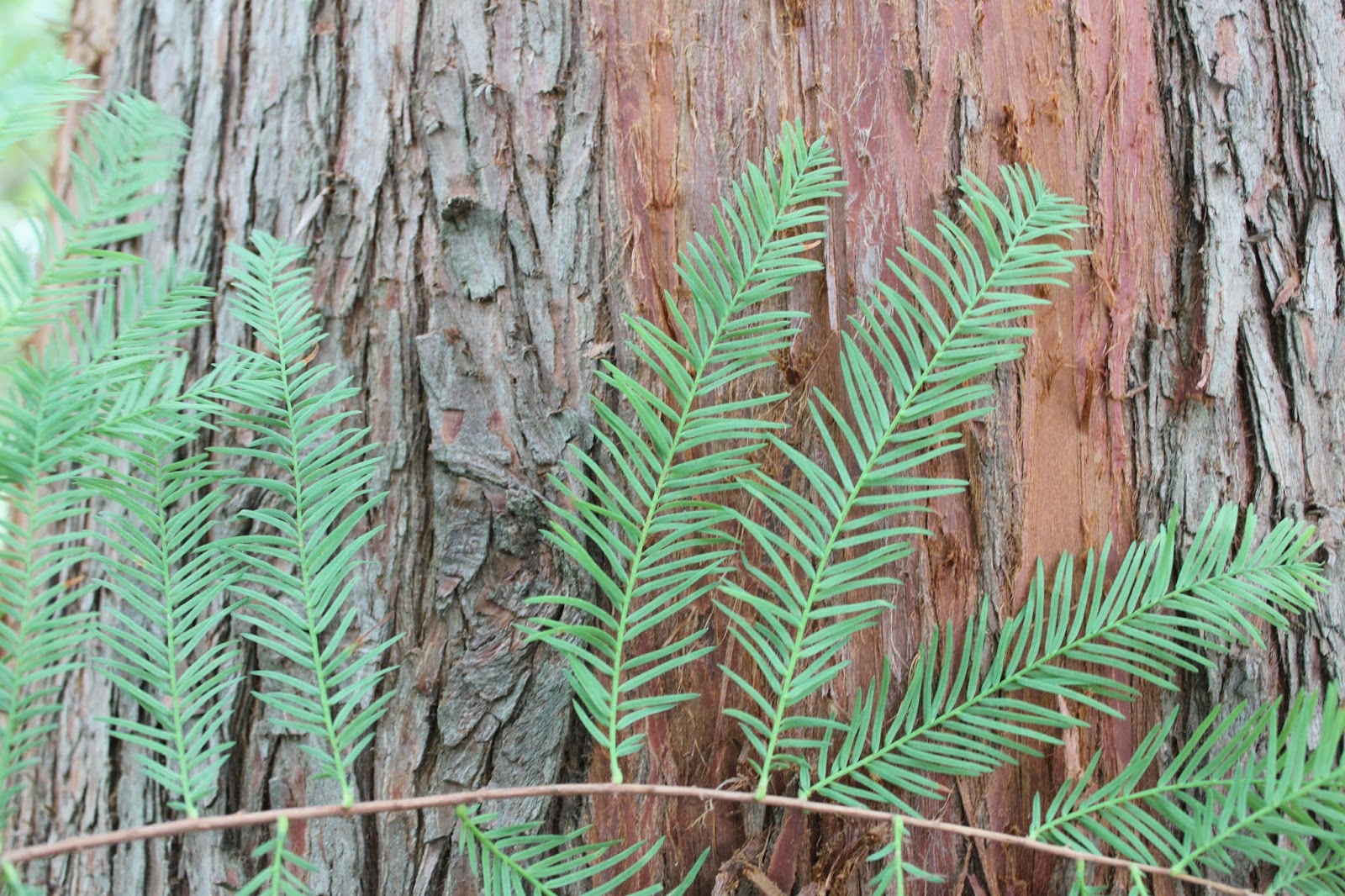 Centenary College Arboretum: Tree of the Week: Bald Cypress (Taxodium ...