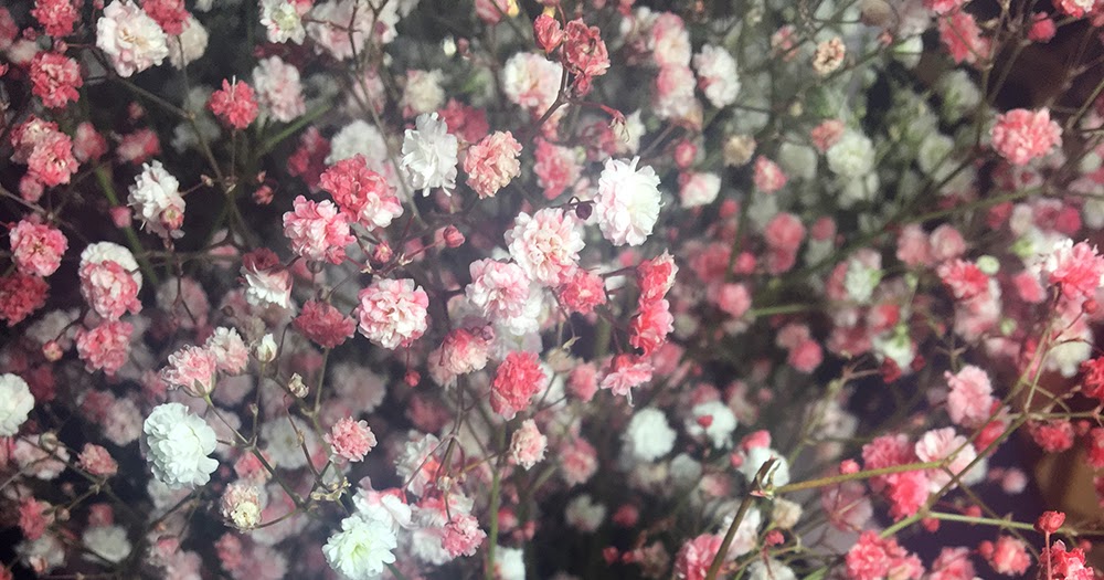 Bunga Baby's Breath Murah dan Tahan Lama | Blog Sihatimerahjambu