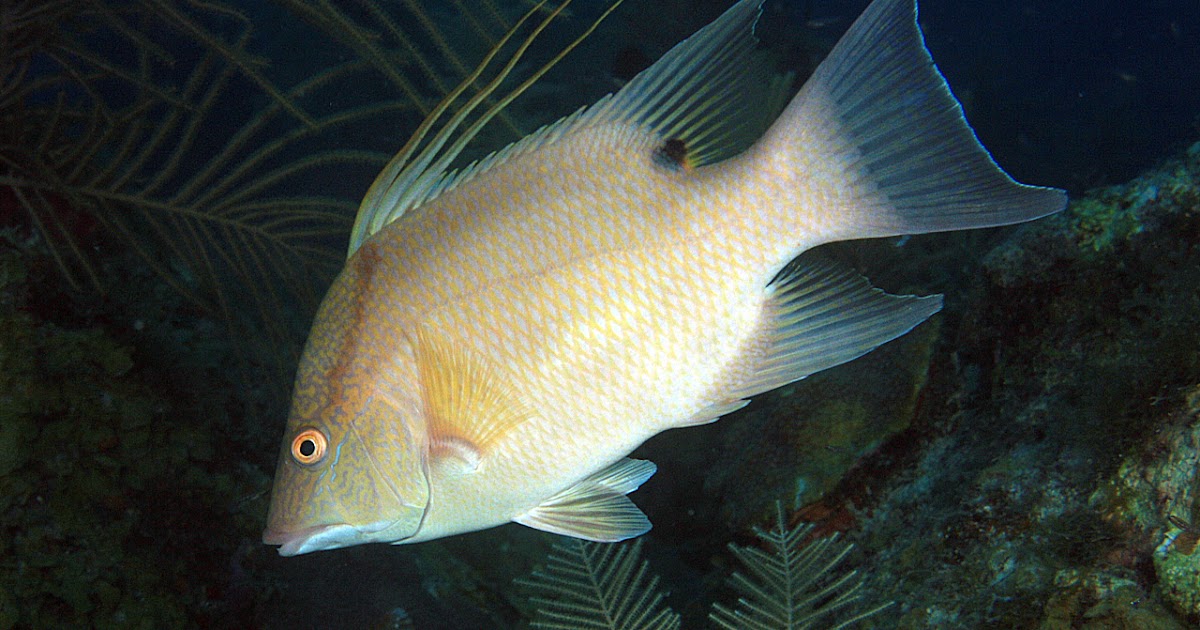 Real Monstrosities: What's up with all these pigfish?
