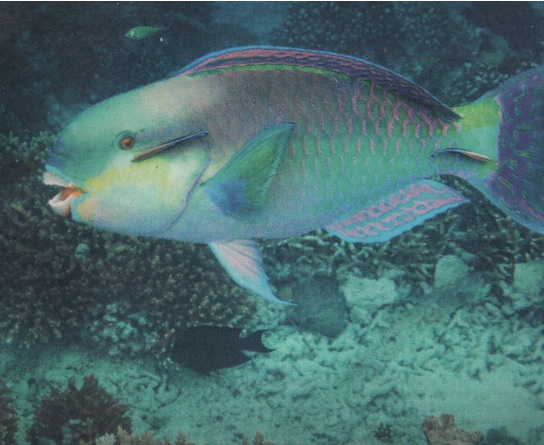 Vampiro Erudito: Pez Loro