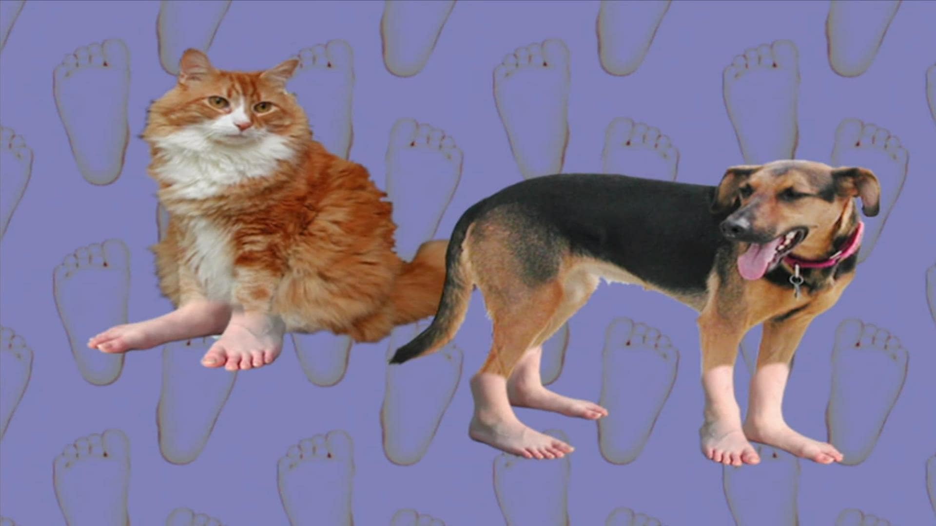 Watch Elmo's World Feet