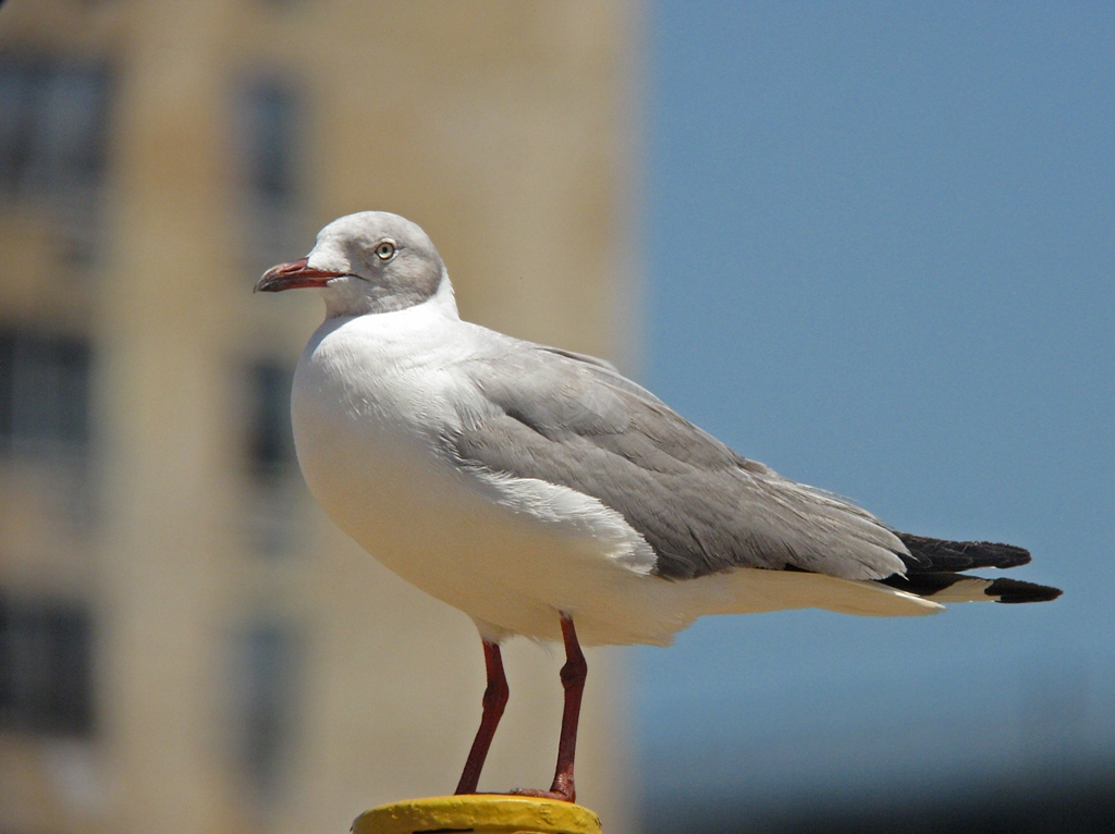 GRAY-HOODED GULL - Coney Island, NY