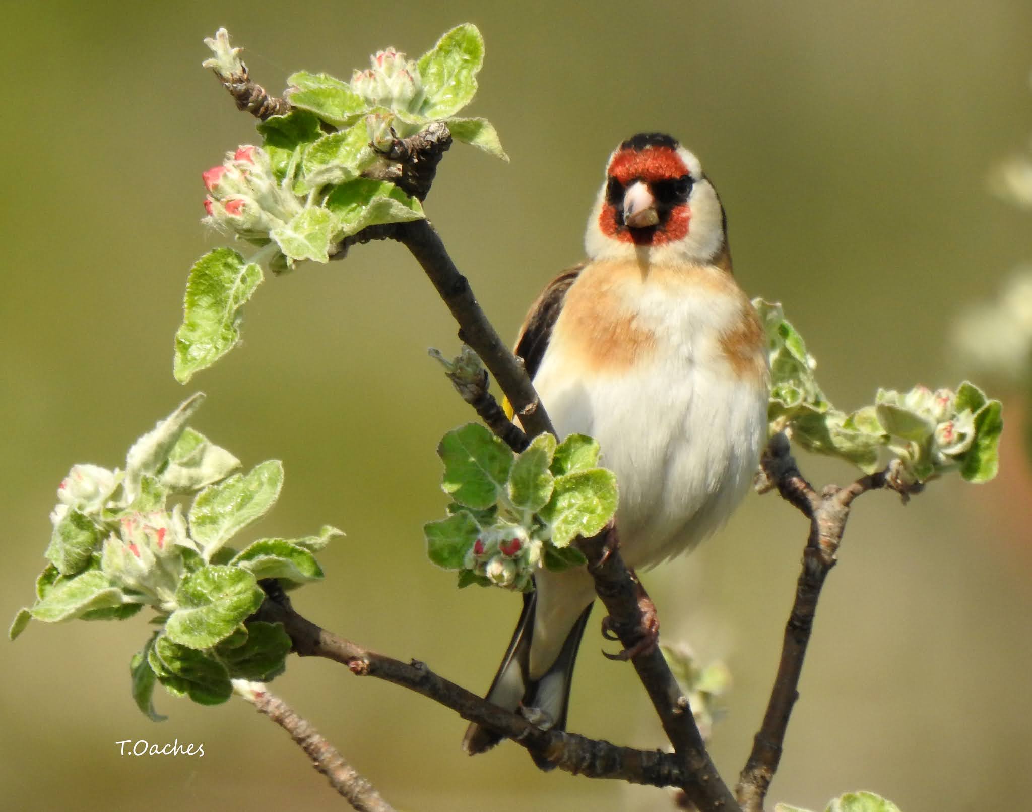 PASARI DIN ROMANIA: STICLETE(1), Carduelis carduelis