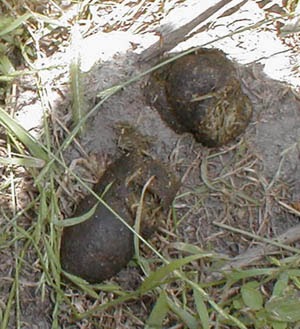 A Blog From The Bog: Scat Central