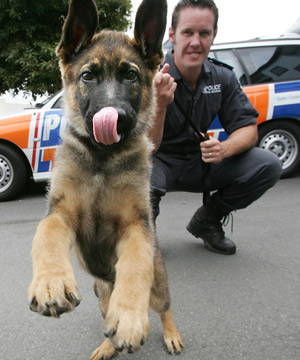 Dogs: Animal Planet,DOGS,Police dogs