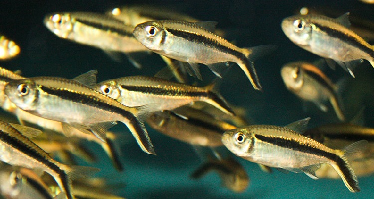 PENGUIN TETRA |The Garden of Eaden