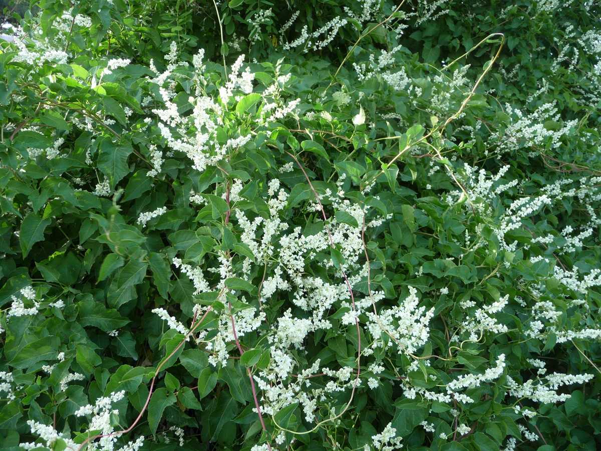 r o b i n 's y a r d: Fallopia baldschuanica (Polygonum baldschuanicum)