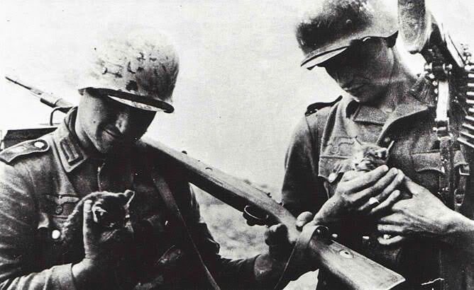 World War II in Pictures: Cats in World War II