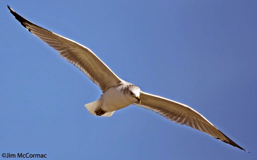 Ohio Birds and Biodiversity: Birds in Flight