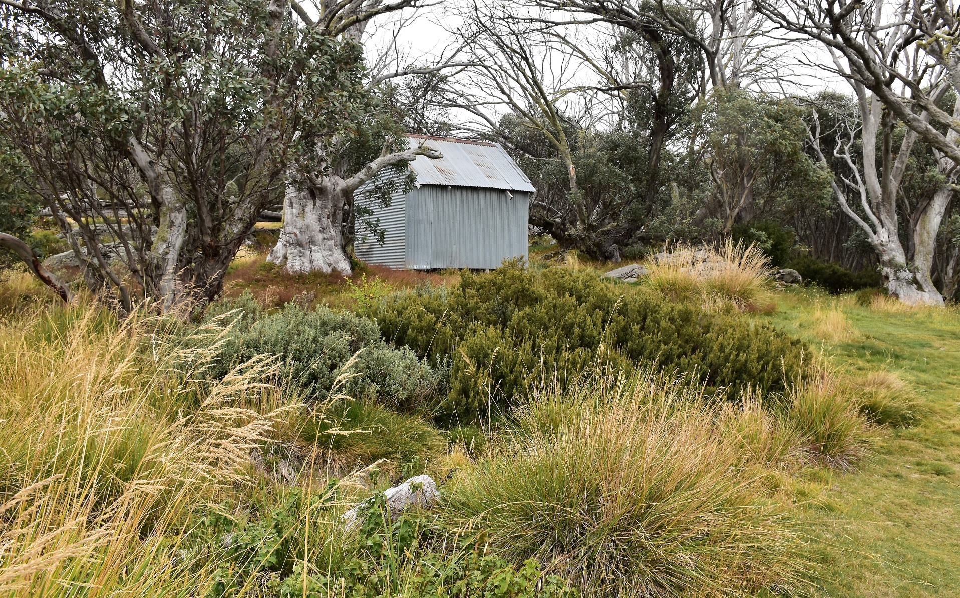 Goin' Feral One Day At A Time: Pretty Valley ~ Mt Jim Circuit Walk ...
