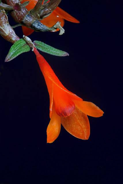 Orchids in Bloom: Dendrobium oreodoxa x cuthbertsonii
