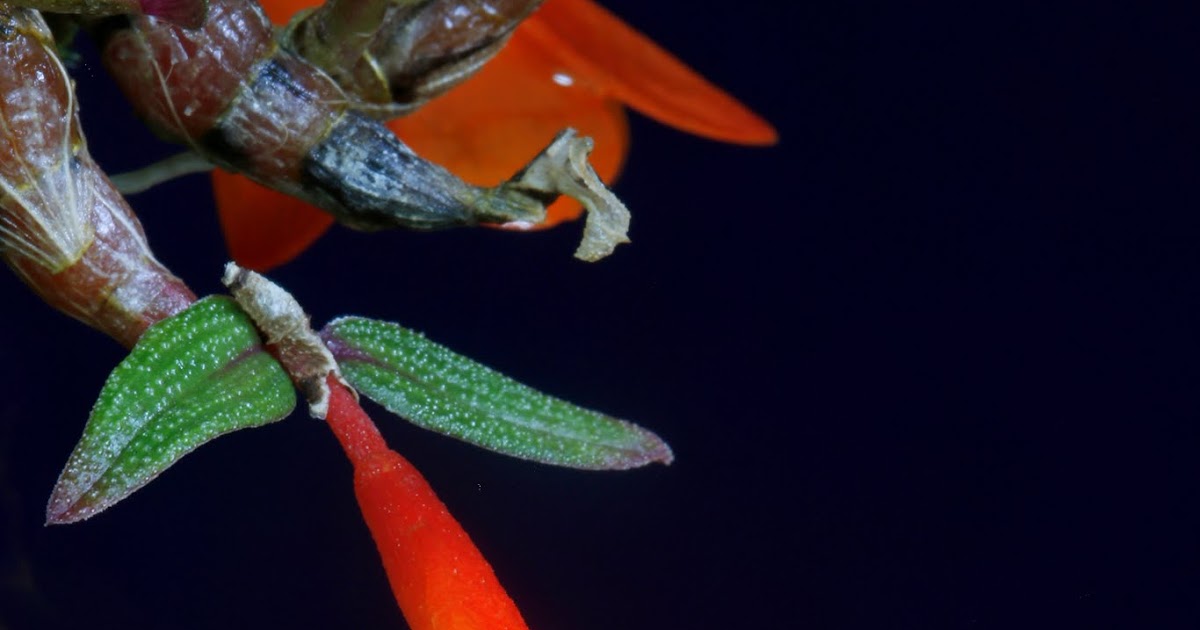 Orchids in Bloom: Dendrobium oreodoxa x cuthbertsonii