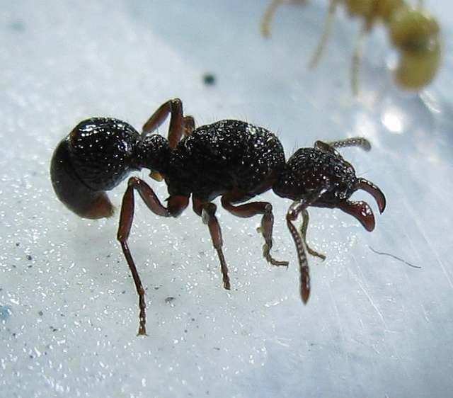 Photos and Info on Ants and Termites of Malaysia: Gnamptogenys