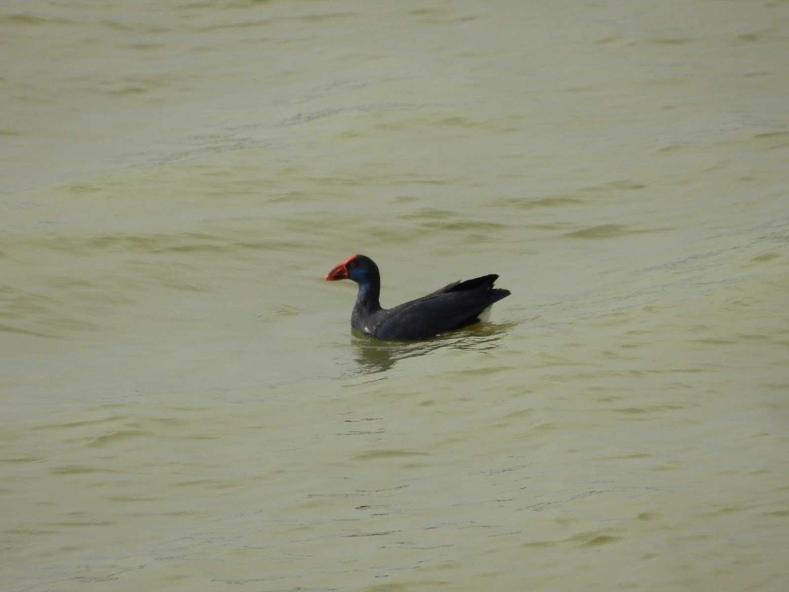 AVES DE ANDALUCÍA: Calamón Común