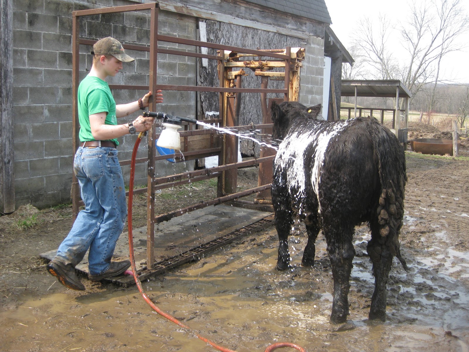 Living the Dream: Washing My Cow