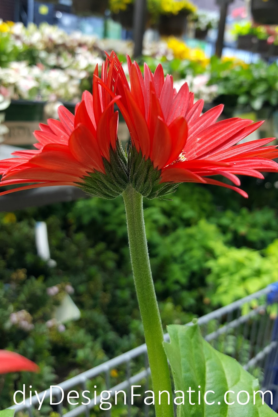 I got a little surprise with this Gerbera Daisy...it had a double ...