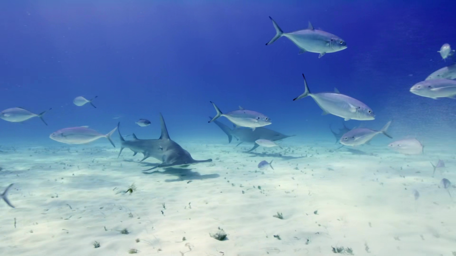 Asadal: BBC Blue Planet Revisited 1/2: A Sharks Tale (2020)