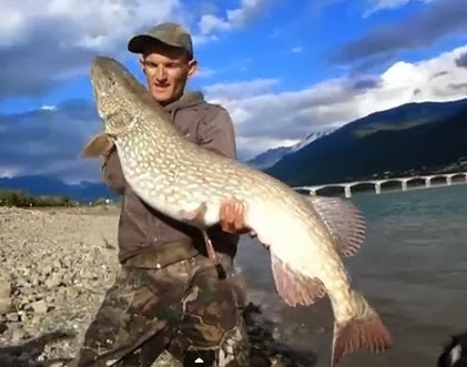 International Fishing News: FRANCE: huge pike of 35 lb caught on video