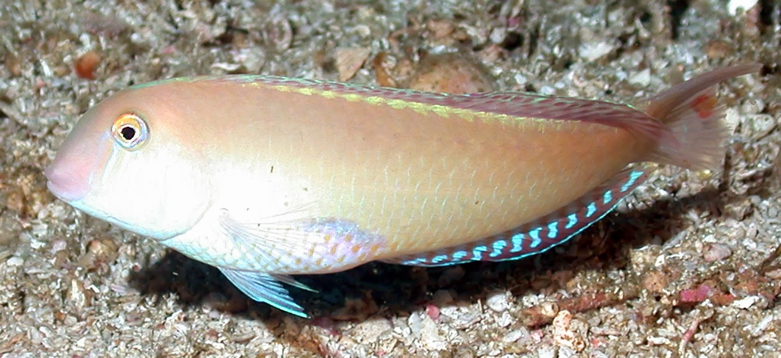 Artes de Pesca: VAMOS A PESCAR GALÁN O RAOR