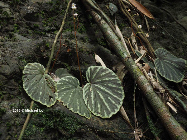 The rainforests of Borneo & Southeast Asia: Begonia promethea ...