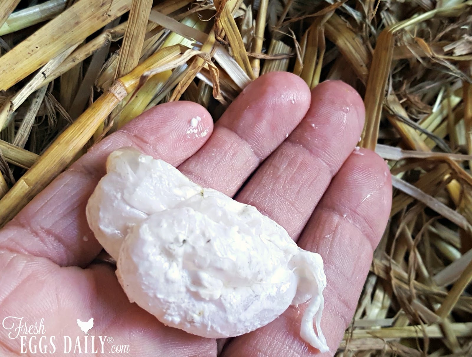 What Causes Soft Shelled Chicken Eggs? - Fresh Eggs Daily® with Lisa Steele