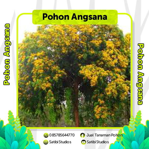 (0857-8564-4770) Jual Pohon Angsana Daerah Kota Surakarta