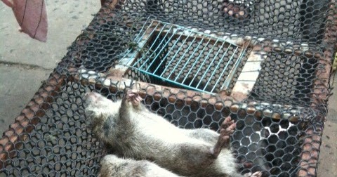 Terrierman's Daily Dose: Traditional Hunting, Traditional Food